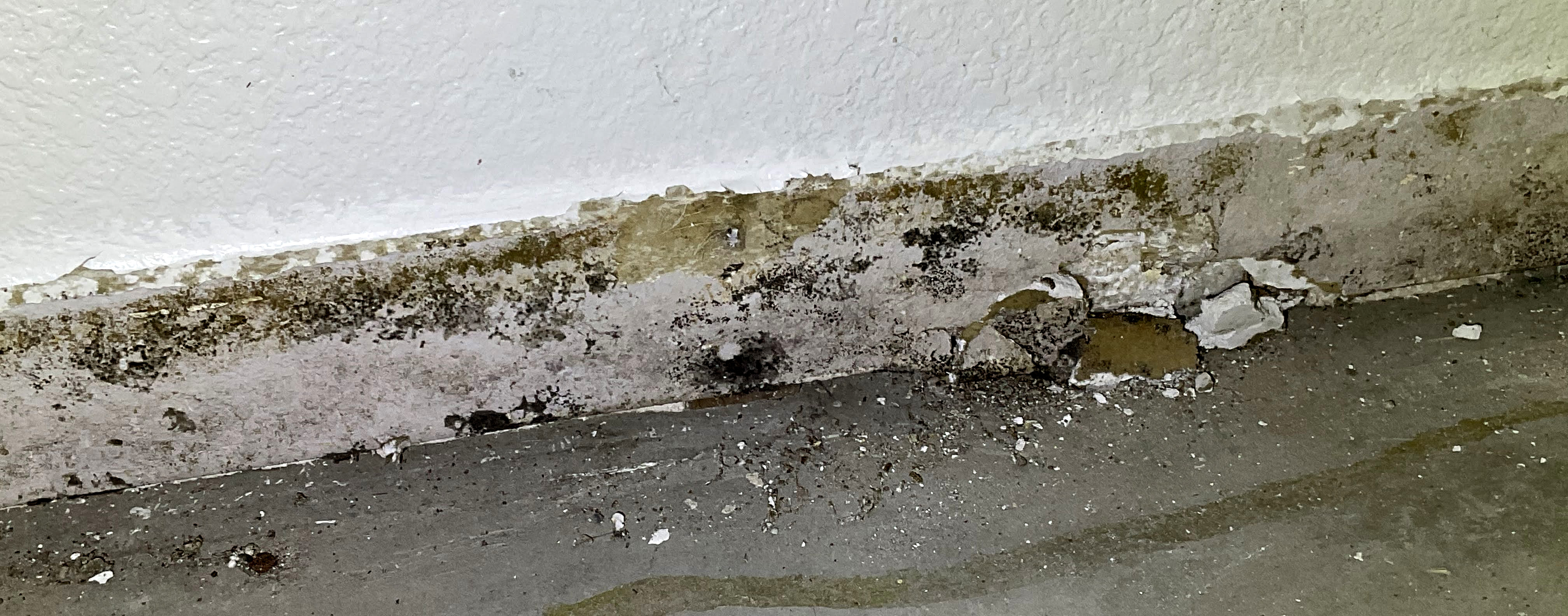 8 Reasons to Test for Mold – In View Inspection